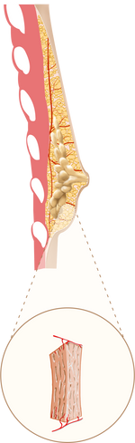 EVEBRA Science | How The Vacuum Bra Works